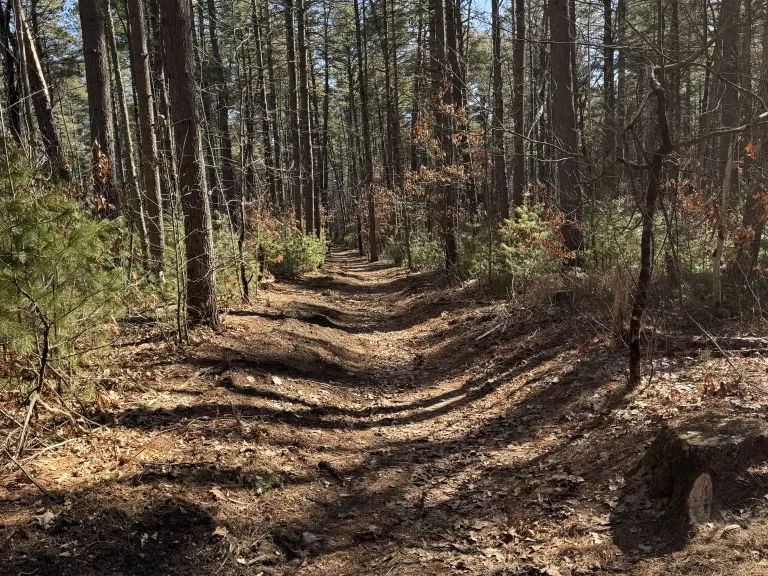 Memorial Forest | Sudbury Valley Trustees