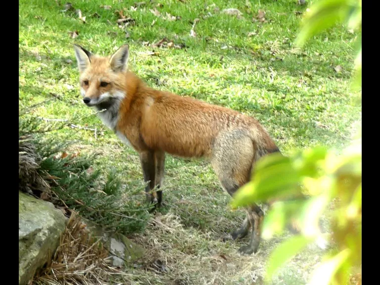 Red Fox in Lincoln | Sudbury Valley Trustees
