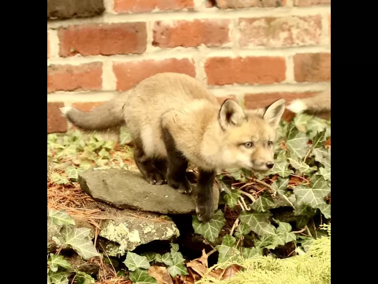 Red fox family in Sudbury | Sudbury Valley Trustees