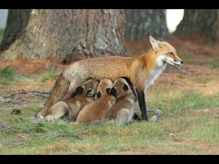 Red fox family in Sudbury | Sudbury Valley Trustees