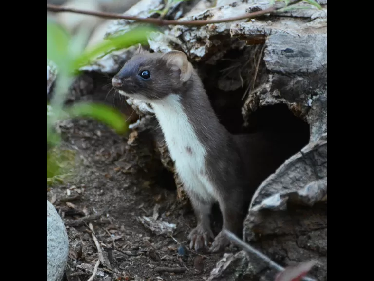 crazy weasel lake echo