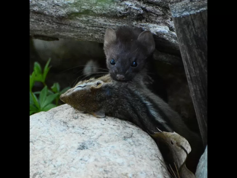 crazy weasel lake echo