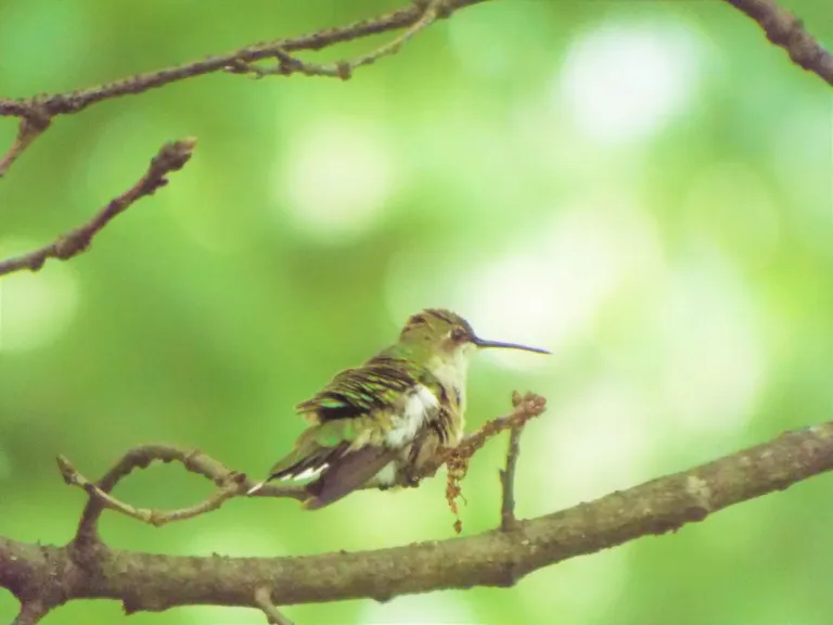 Hummingbird in Harvard | Sudbury Valley Trustees