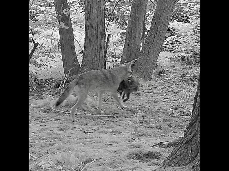Coyote with Prey in Natick | Sudbury Valley Trustees