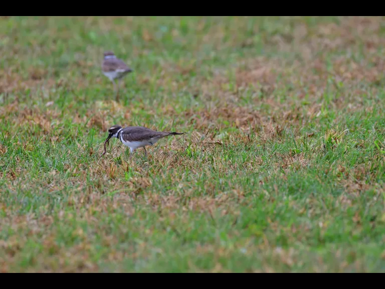 Birds in Maynard | Sudbury Valley Trustees