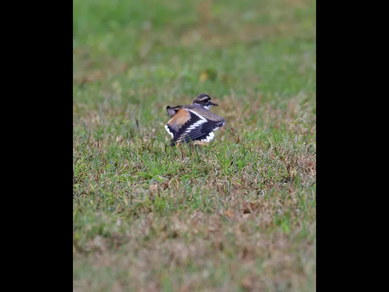 Birds in Maynard | Sudbury Valley Trustees