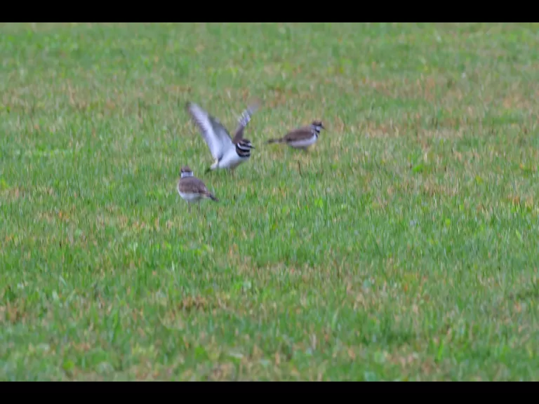Birds in Maynard | Sudbury Valley Trustees