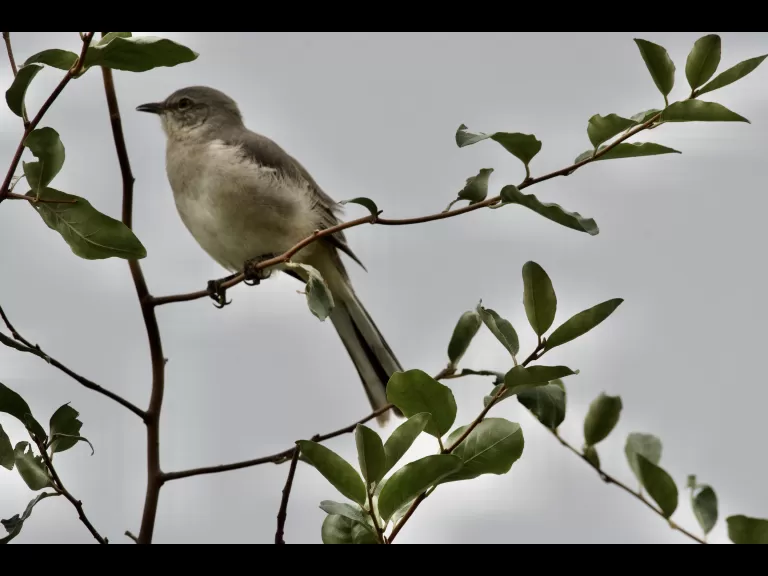 Birds in Maynard | Sudbury Valley Trustees