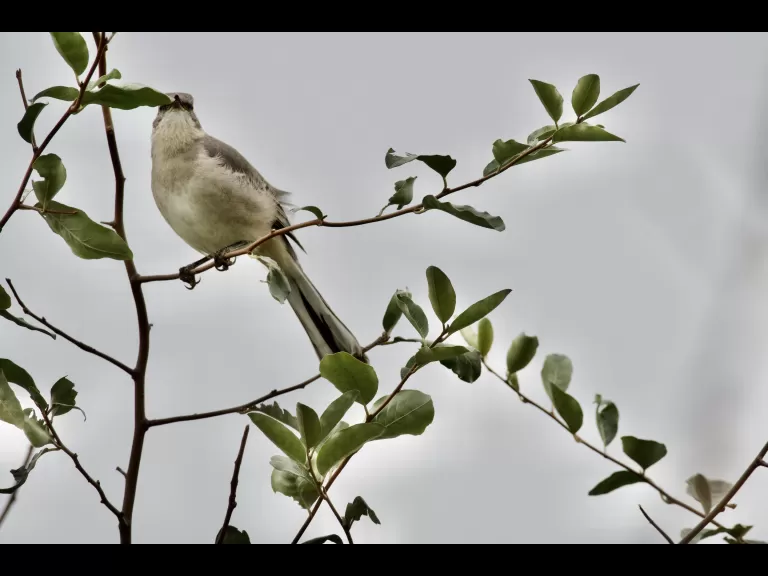 Birds in Maynard | Sudbury Valley Trustees