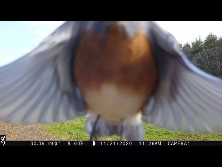 Eastern Bluebird in Boxborough | Sudbury Valley Trustees