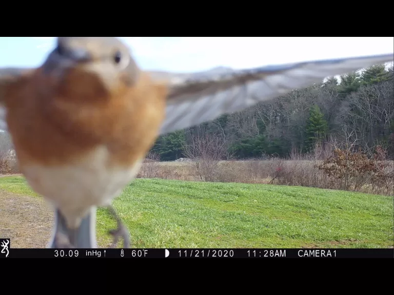Eastern Bluebird in Boxborough | Sudbury Valley Trustees