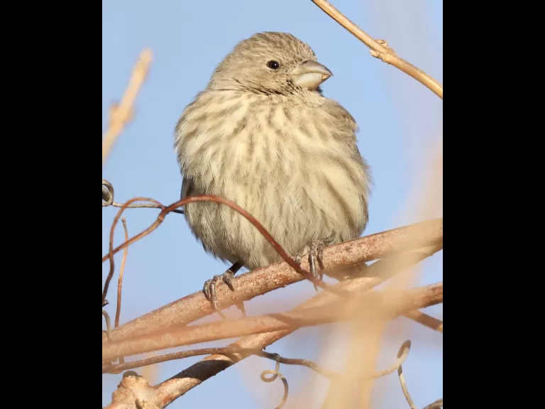 Birds at Breakneck Hill in Southborough | Sudbury Valley Trustees