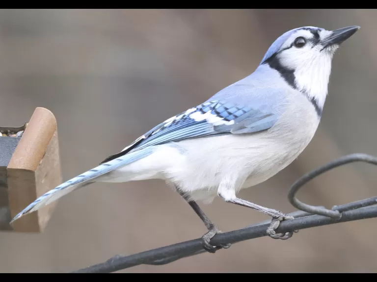 difference between blue jay and cardinal