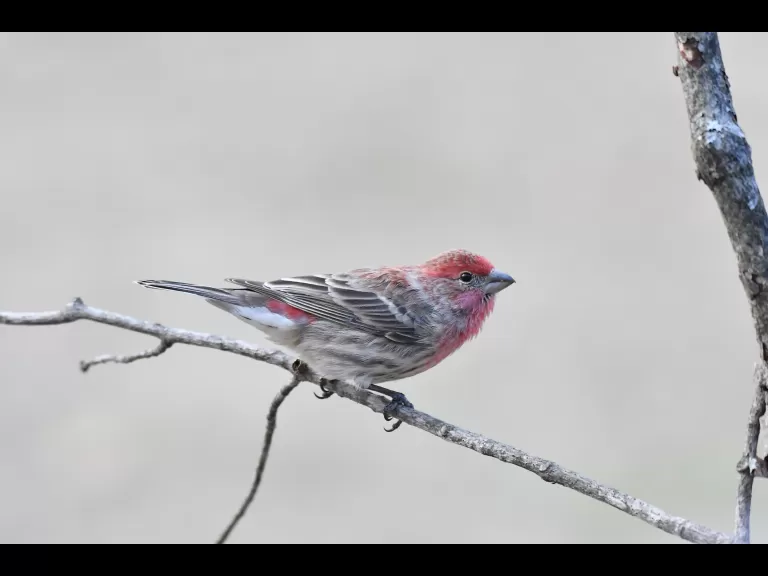 Birds in Maynard | Sudbury Valley Trustees