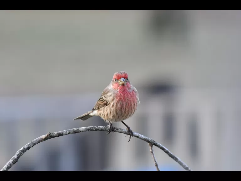 Birds in Maynard | Sudbury Valley Trustees