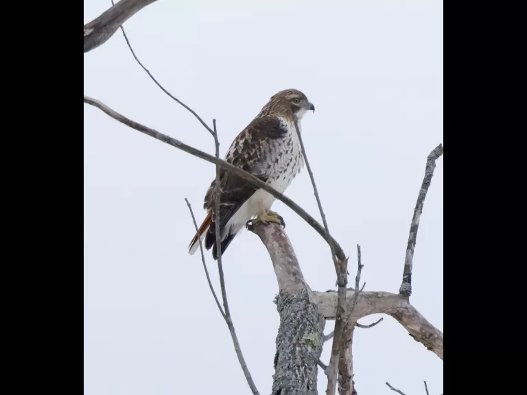 Hawk and Robin at Breakneck Hill in Southborough | Sudbury Valley Trustees
