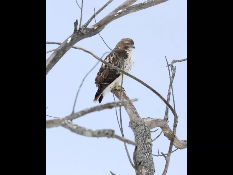 Hawk and Robin at Breakneck Hill in Southborough | Sudbury Valley Trustees
