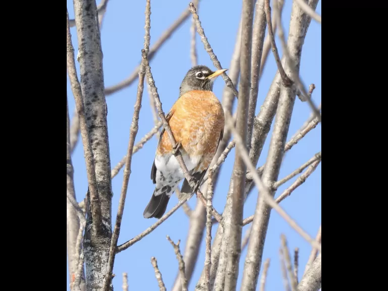 Hawk and Robin at Breakneck Hill in Southborough | Sudbury Valley Trustees