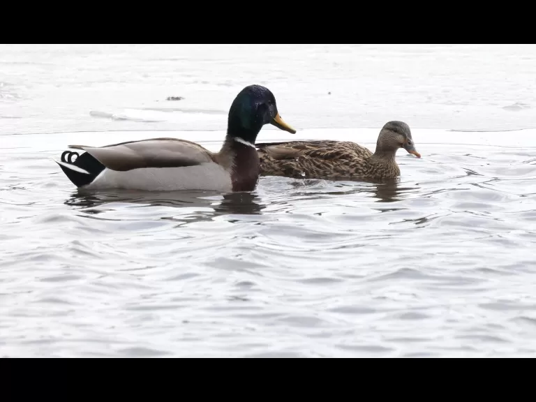 Mating Mallards in Marlborough | Sudbury Valley Trustees