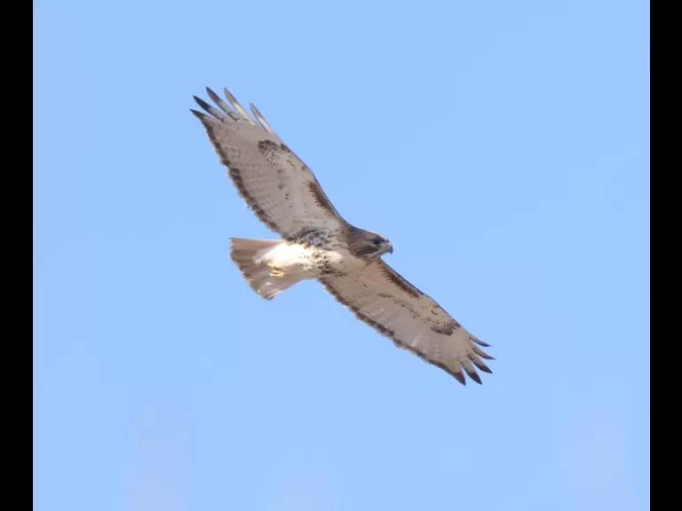 Hawk and Starling in Southborough | Sudbury Valley Trustees