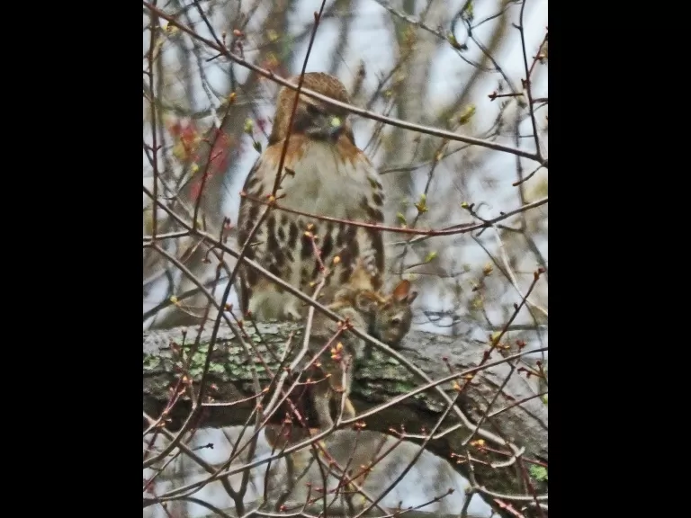 Red-tailed Hawk with Prey in Framingham | Sudbury Valley Trustees
