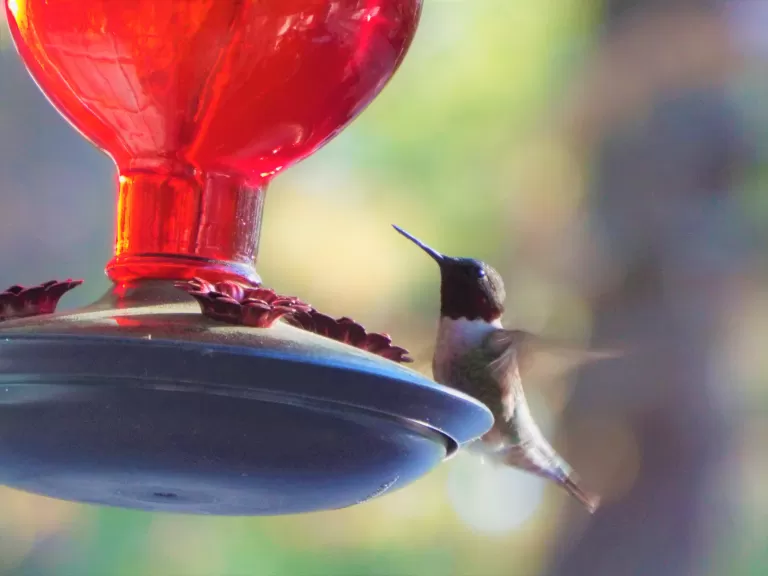 Ruby-throated Hummingbird in Harvard | Sudbury Valley Trustees