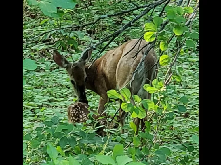 White-tailed Deer in Marlborough | Sudbury Valley Trustees