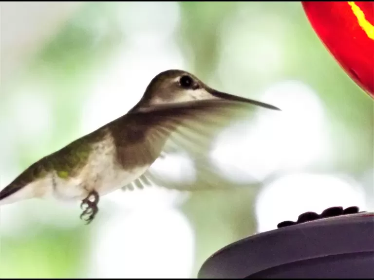 Robin and hummingbird in Harvard | Sudbury Valley Trustees