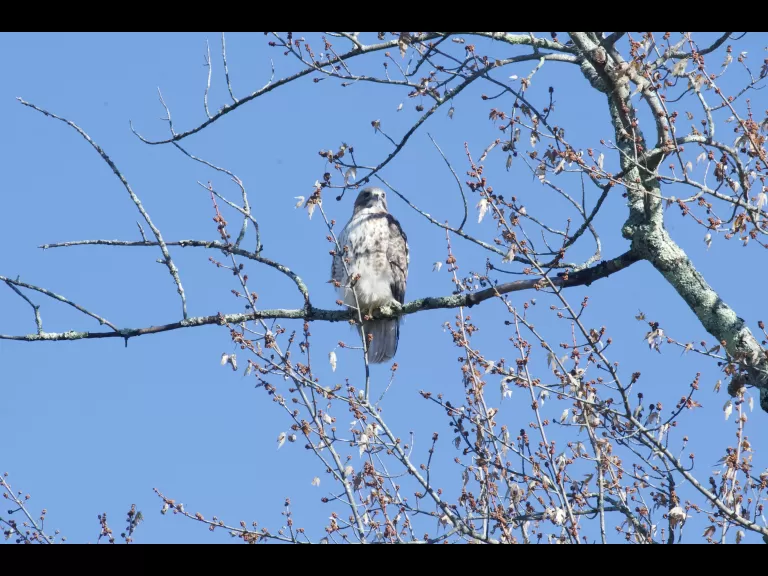 Hawk and Robin in Concord | Sudbury Valley Trustees