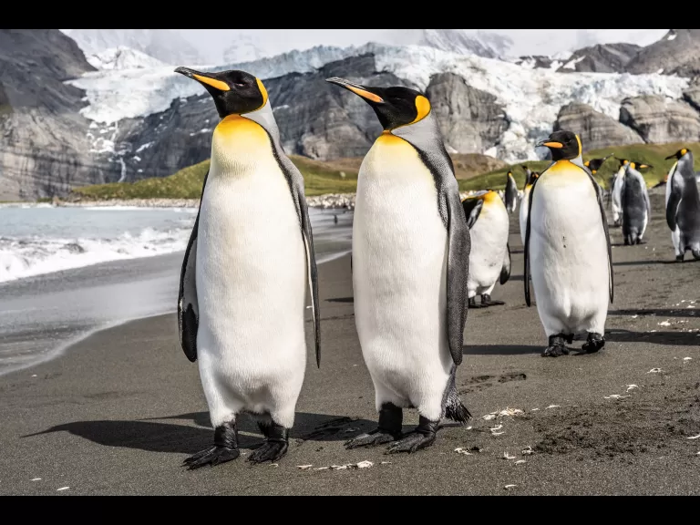 King Penguin | Sudbury Valley Trustees