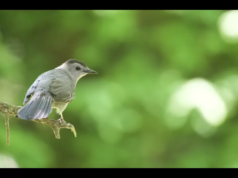 Birds in Maynard | Sudbury Valley Trustees