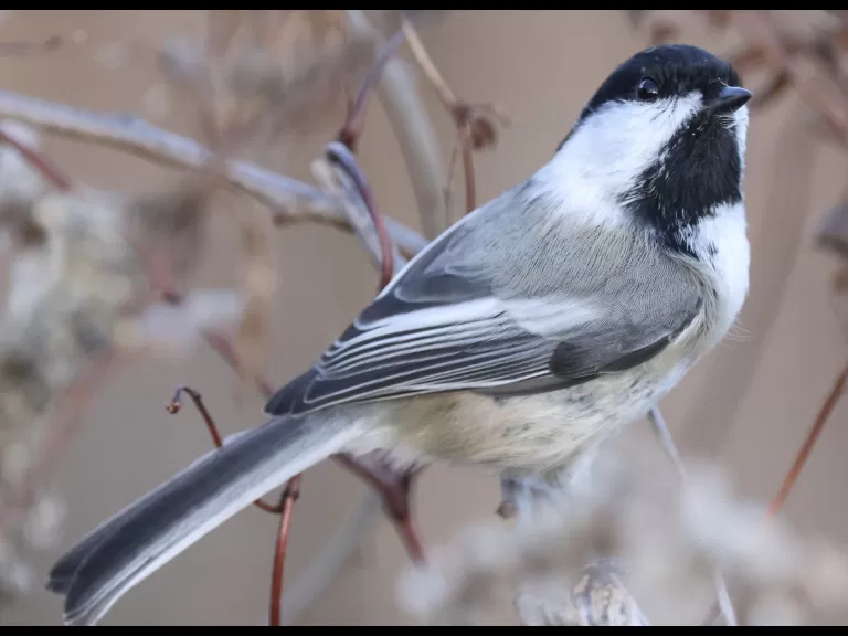 Chickadee and Junco in Southborough | Sudbury Valley Trustees