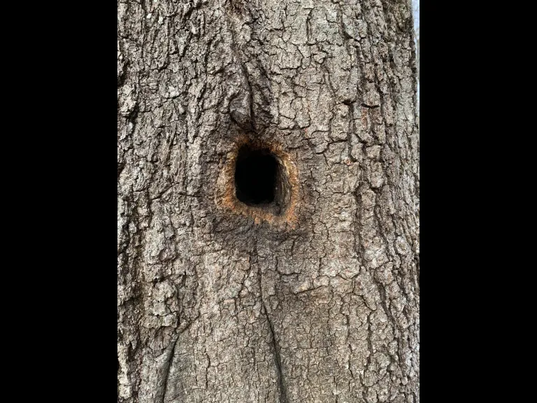 Tree Cavity at Cowassock Woods | Sudbury Valley Trustees