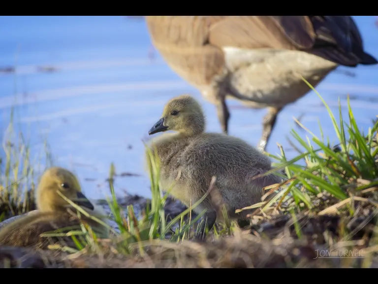 Canada Geese in Boxborough | Sudbury Valley Trustees