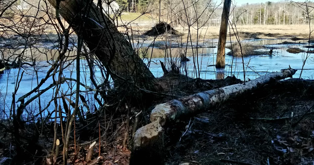 Beaver Signs in Sudbury | Sudbury Valley Trustees