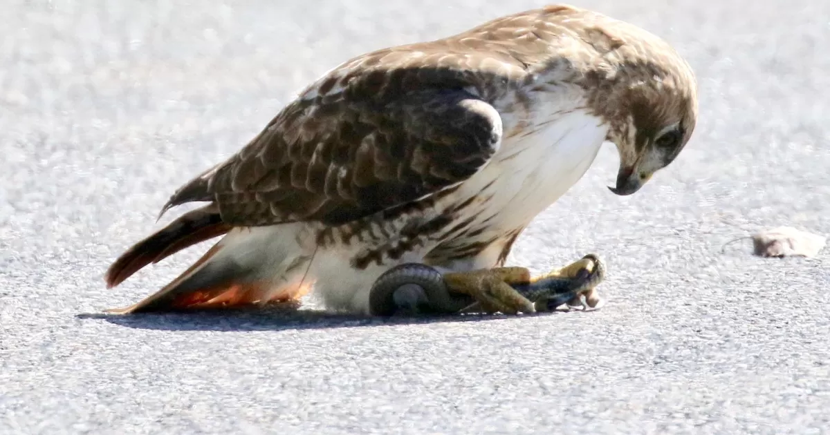 Red-tailed Hawk preys on Snake in Framingham | Sudbury Valley Trustees
