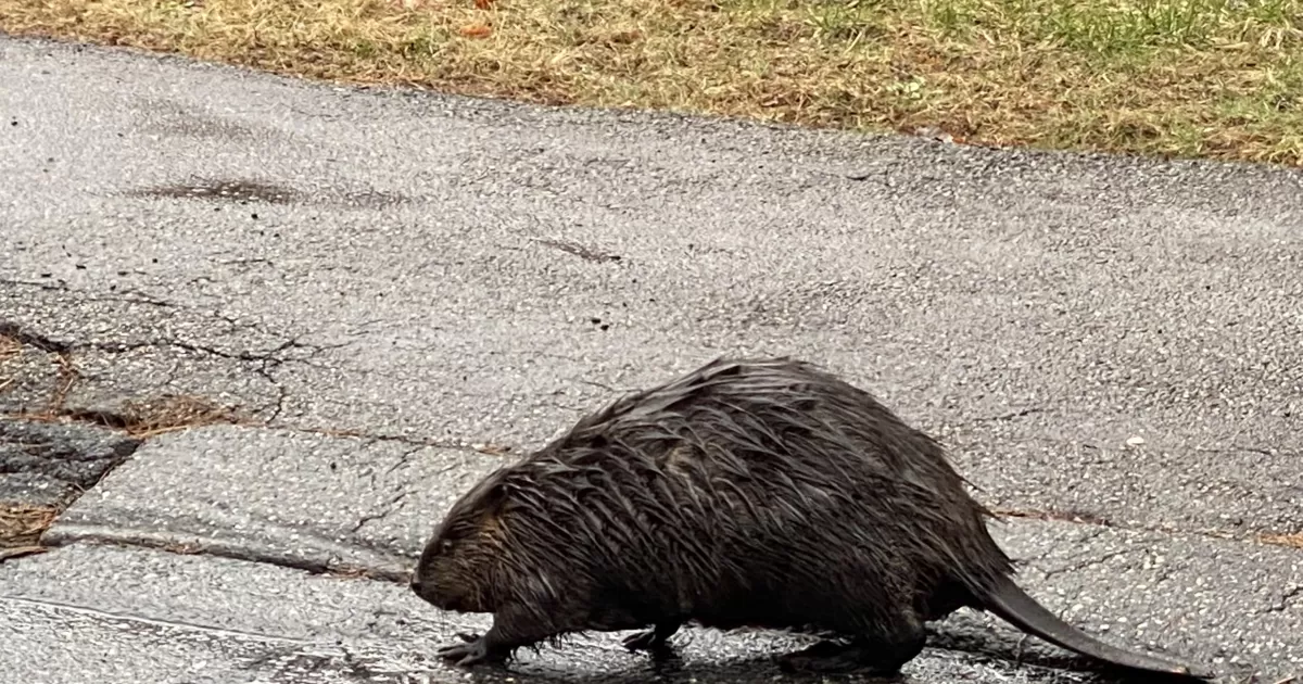 Beaver in Marlborough | Sudbury Valley Trustees