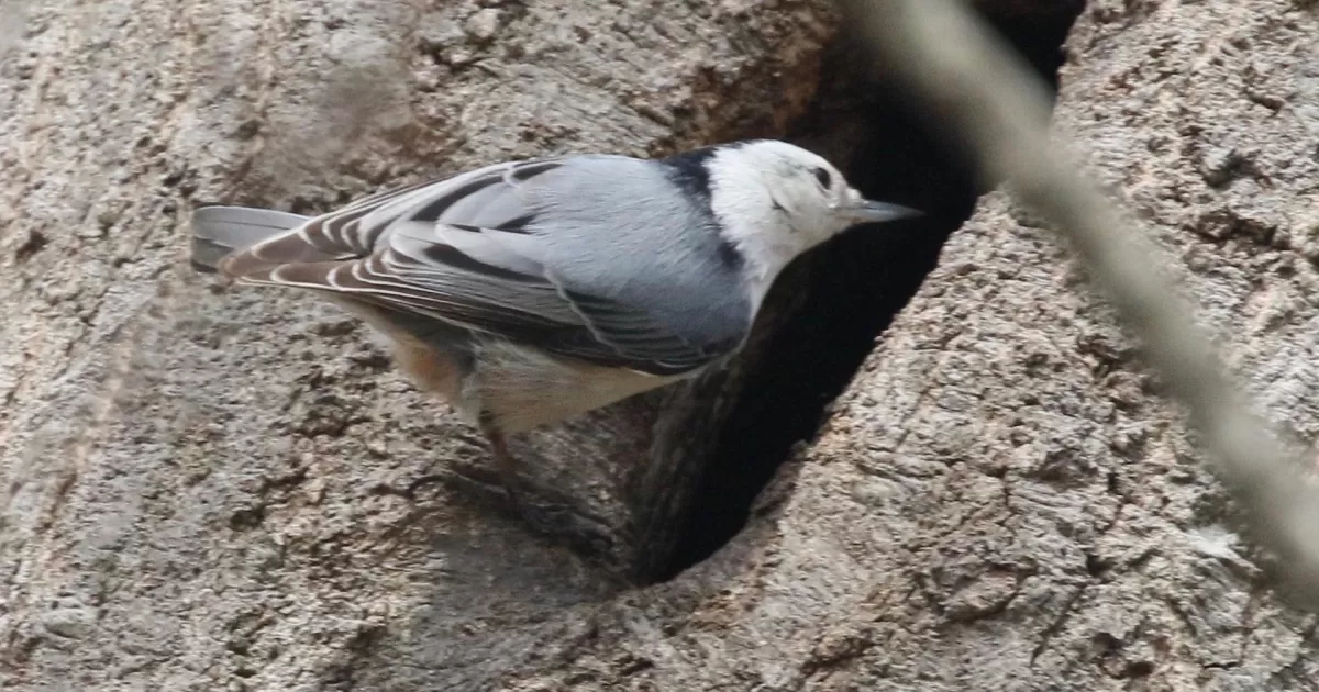 Nesting Nuthatch in Southborough | Sudbury Valley Trustees