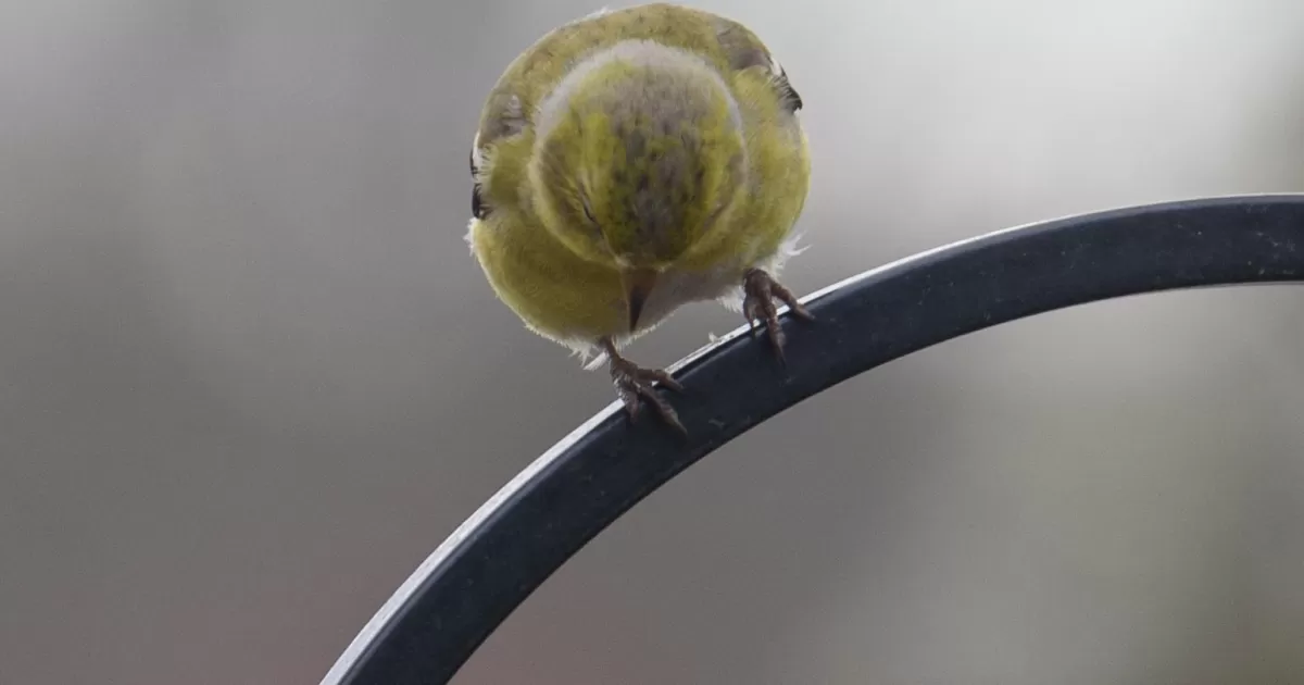 Feeder Birds in Maynard | Sudbury Valley Trustees