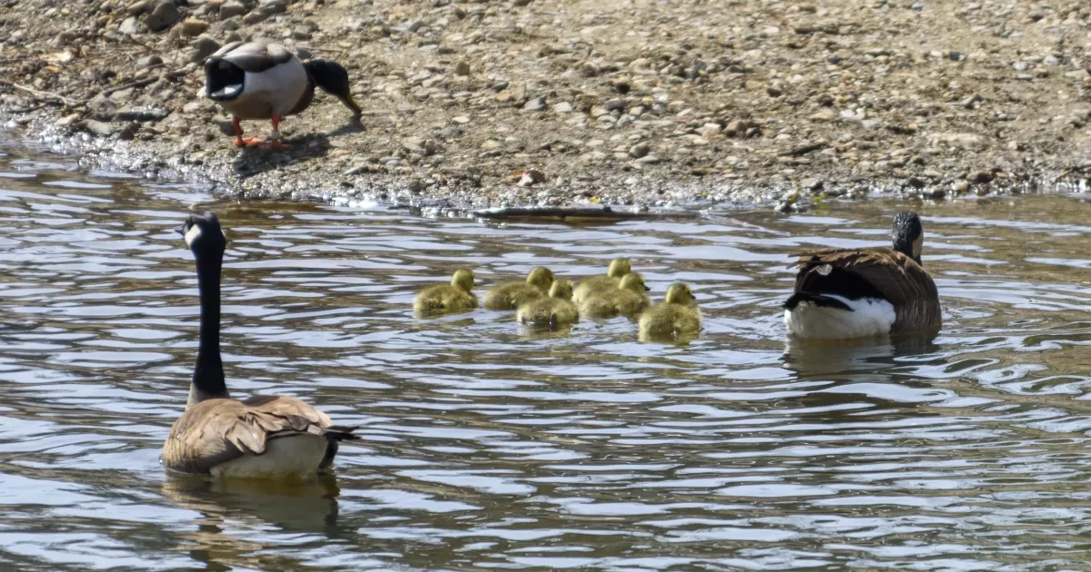 Canada Geese in Maynard | Sudbury Valley Trustees