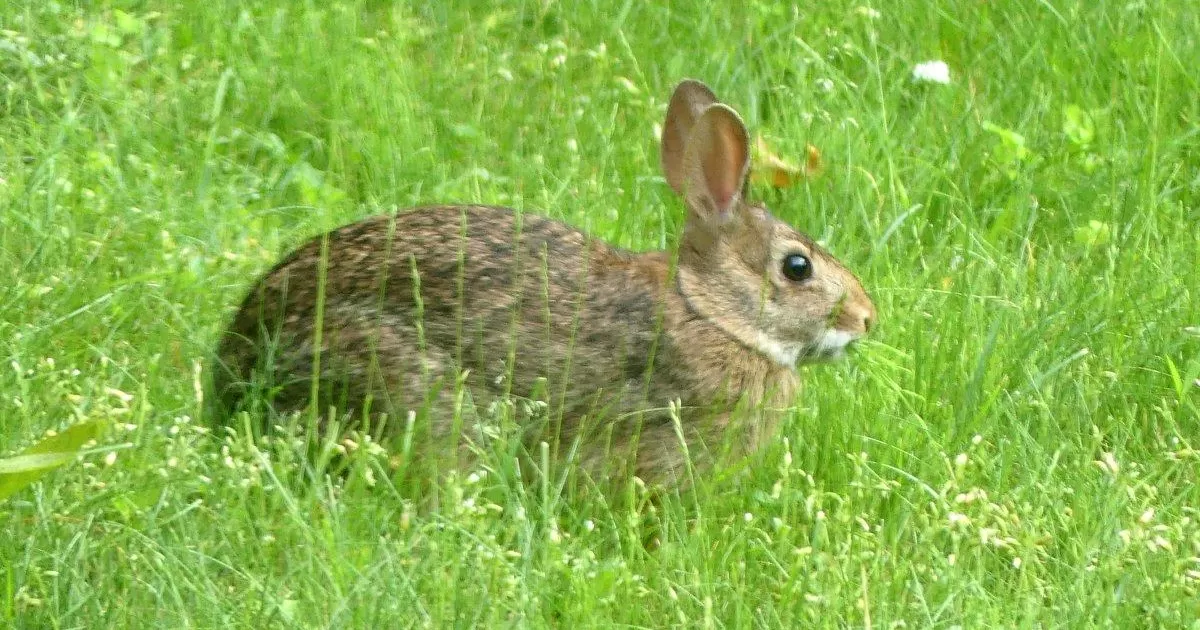 Cotton-tailed Rabbit in Lincoln | Sudbury Valley Trustees
