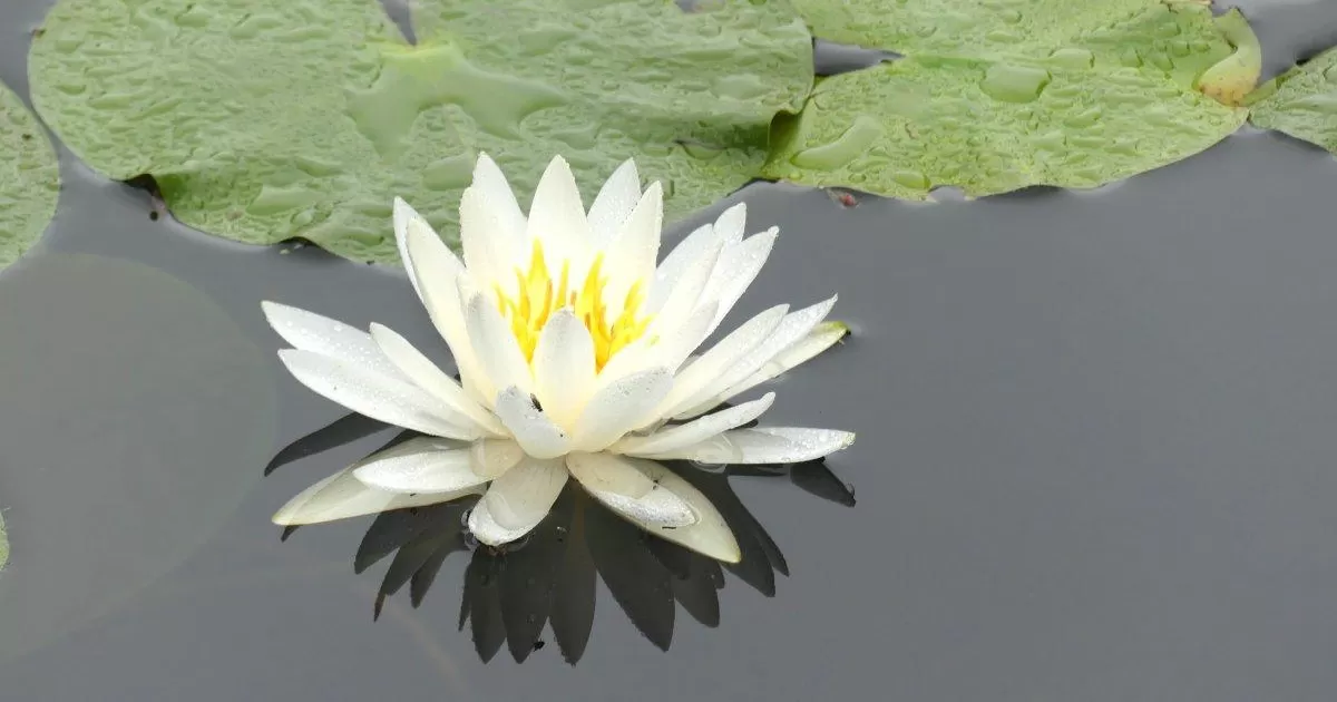 Water Lily in Lincoln | Sudbury Valley Trustees
