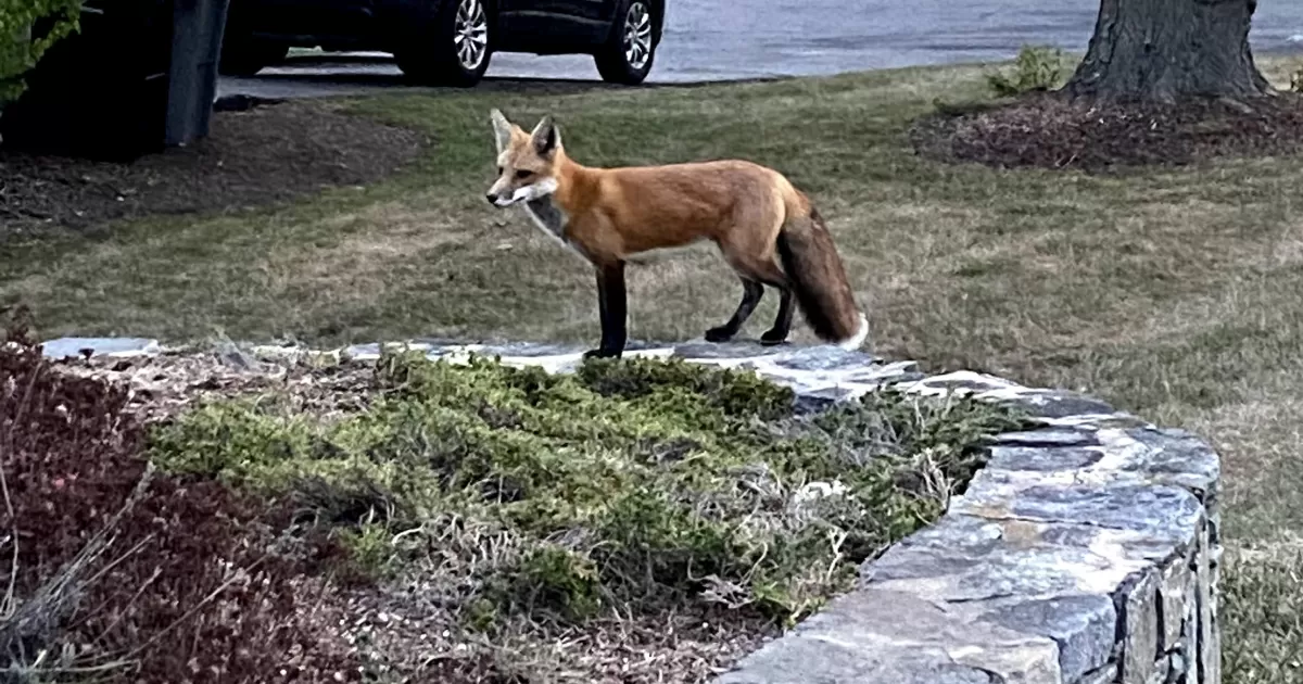 Red Fox in Framingham | Sudbury Valley Trustees