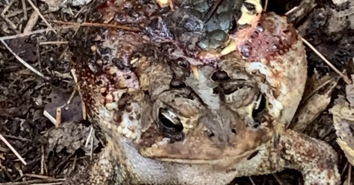 snake eats poisonous frog