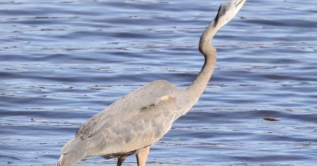 Birds at Foss Reservoir | Sudbury Valley Trustees