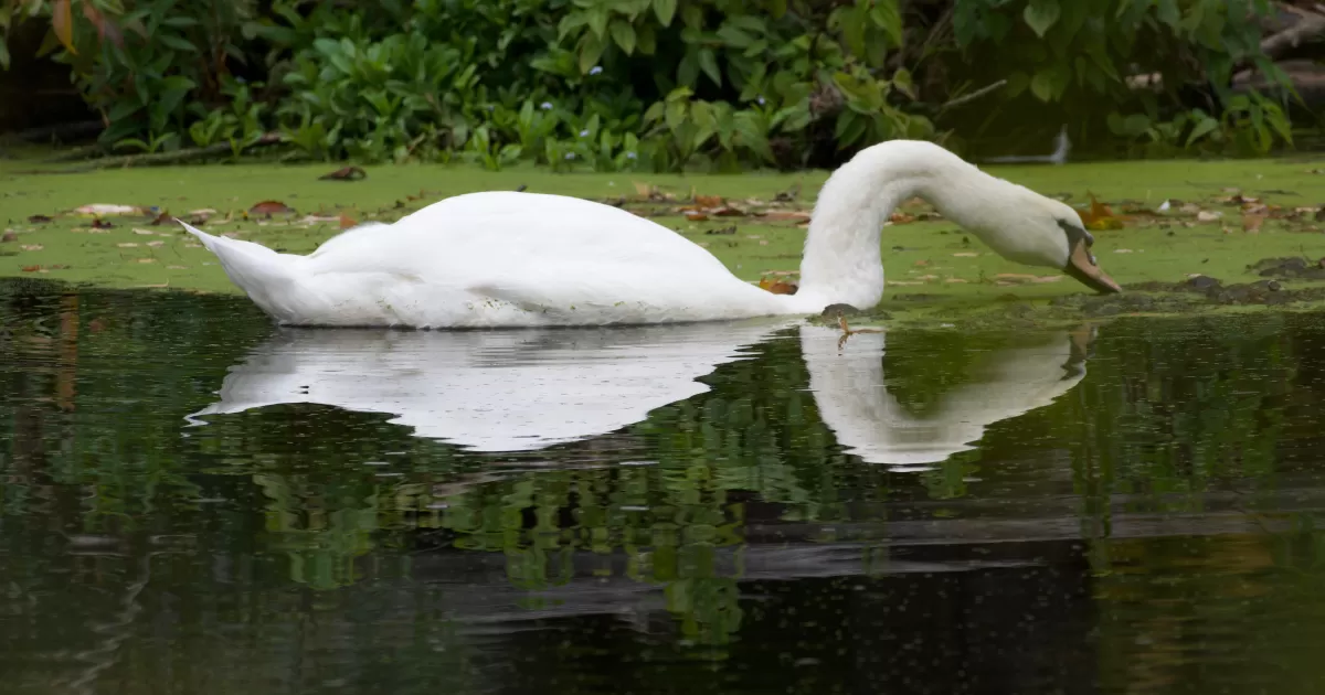 Mute Swan in Maynard | Sudbury Valley Trustees