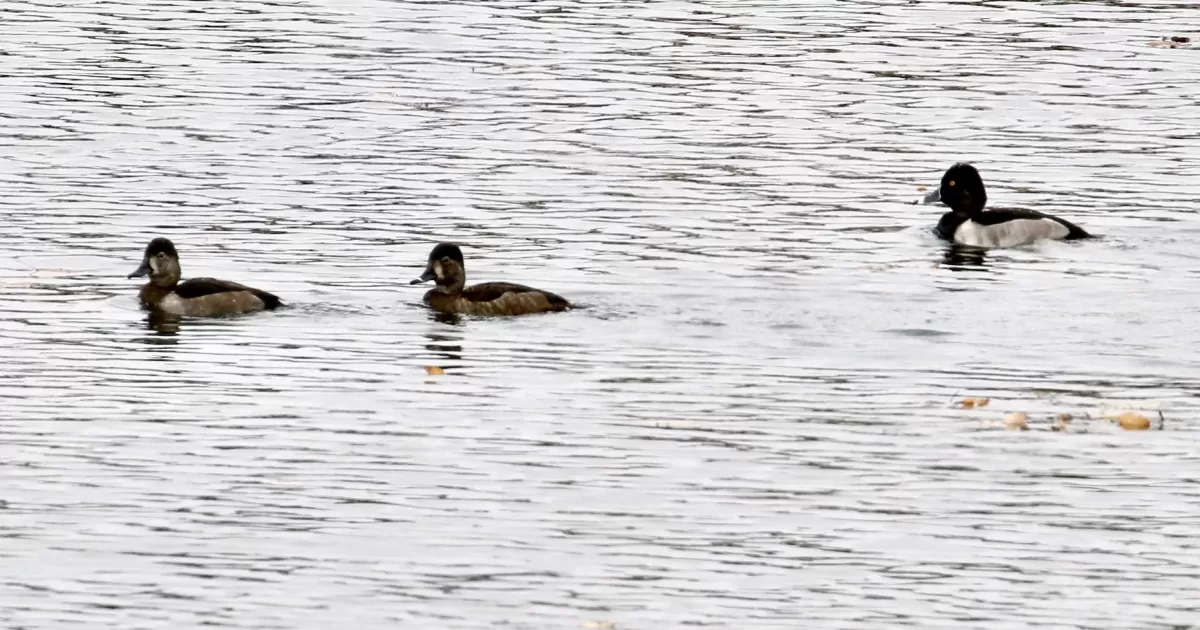 Ducks at Foss Reservoir in Framingham | Sudbury Valley Trustees