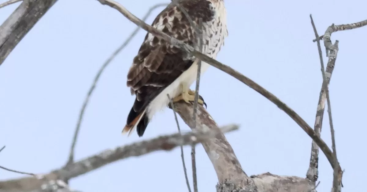 Hawk and Robin at Breakneck Hill in Southborough | Sudbury Valley Trustees