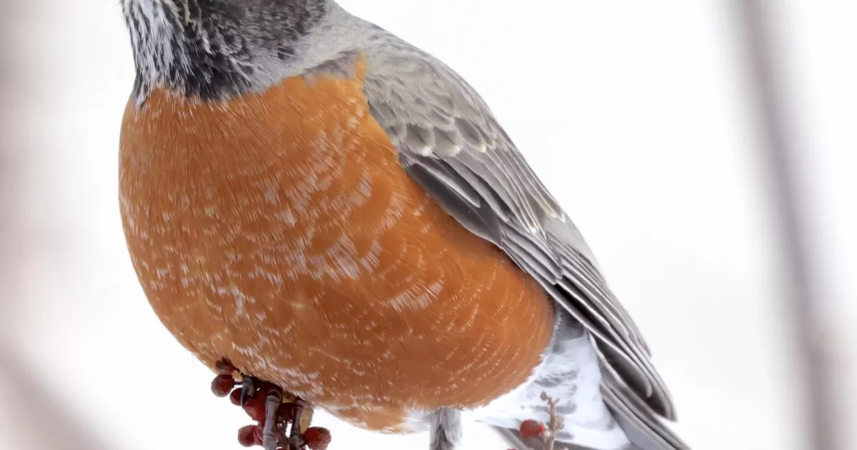 Robin and Dove in Southborough | Sudbury Valley Trustees