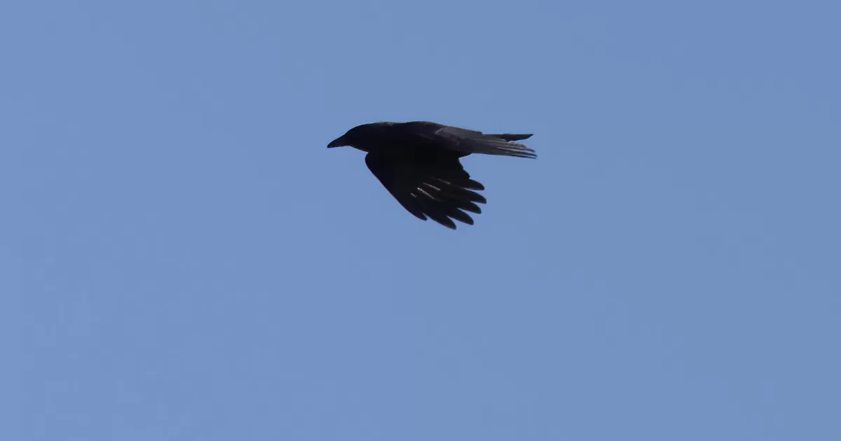 Crows at Farm Pond in Framingham | Sudbury Valley Trustees